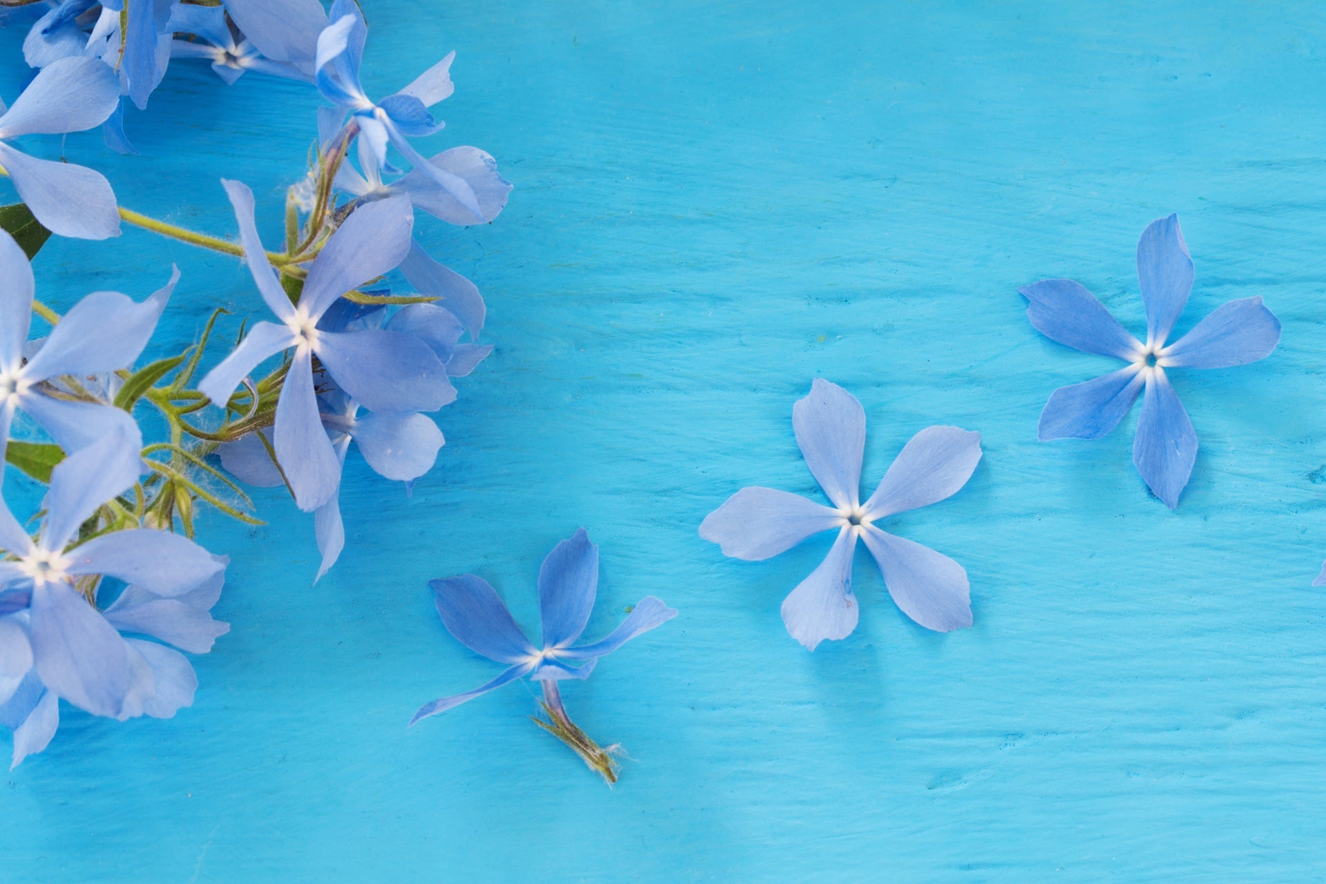 Collections–Safeway Floral