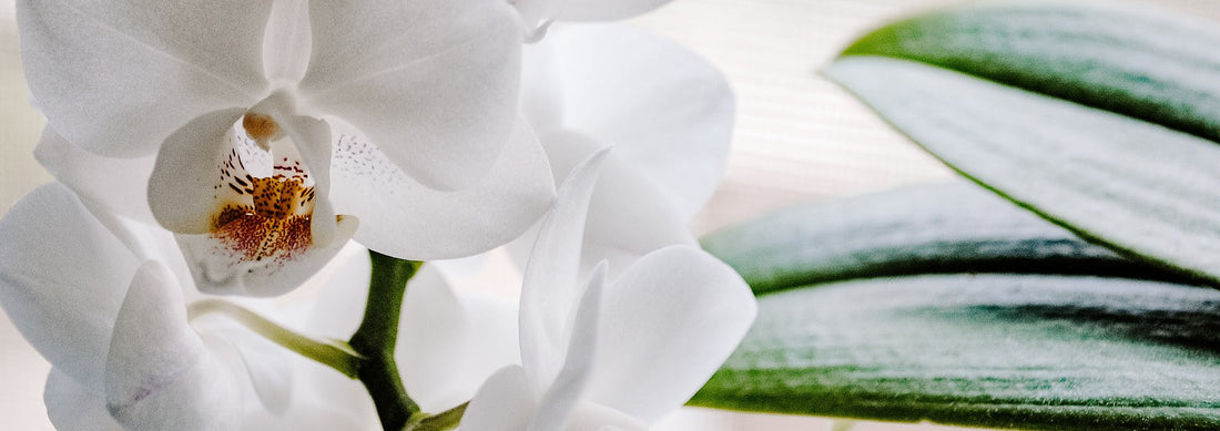 Plants Delivery | Safeway–Safeway Floral