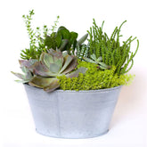 Plants Delivery | Safeway–Safeway Floral