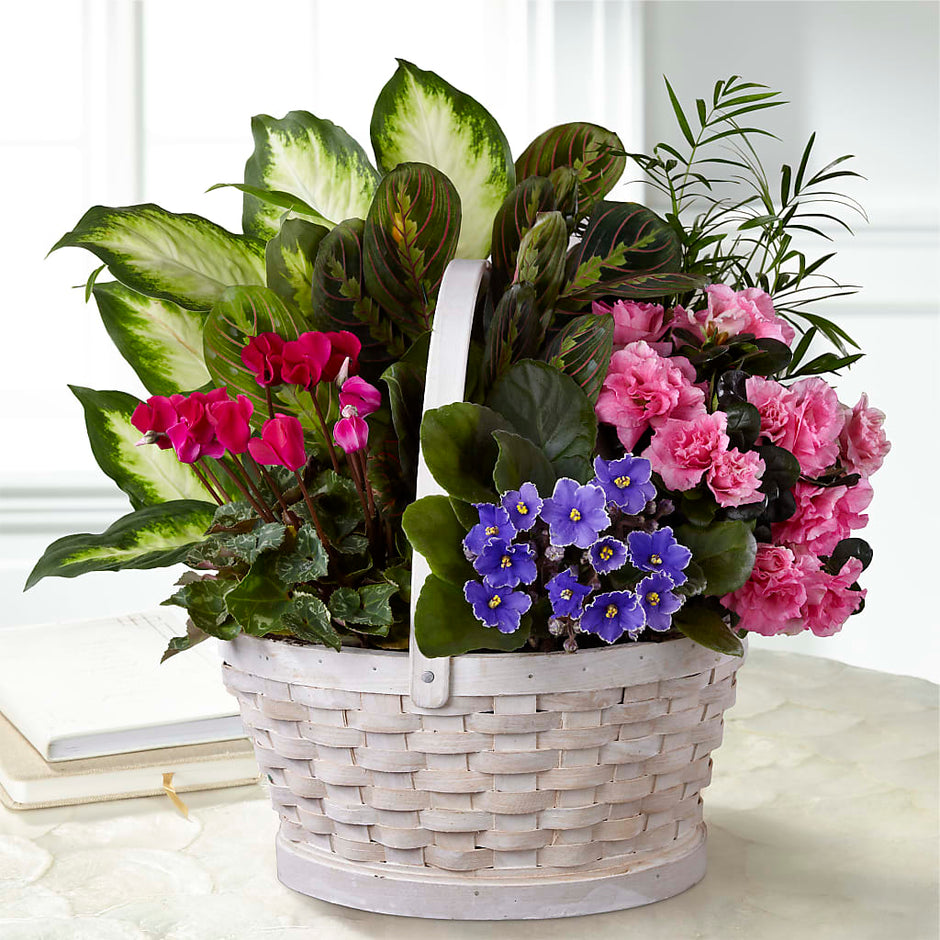 Plants Delivery | Safeway–Safeway Floral