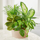 Plants Delivery | Safeway–Safeway Floral